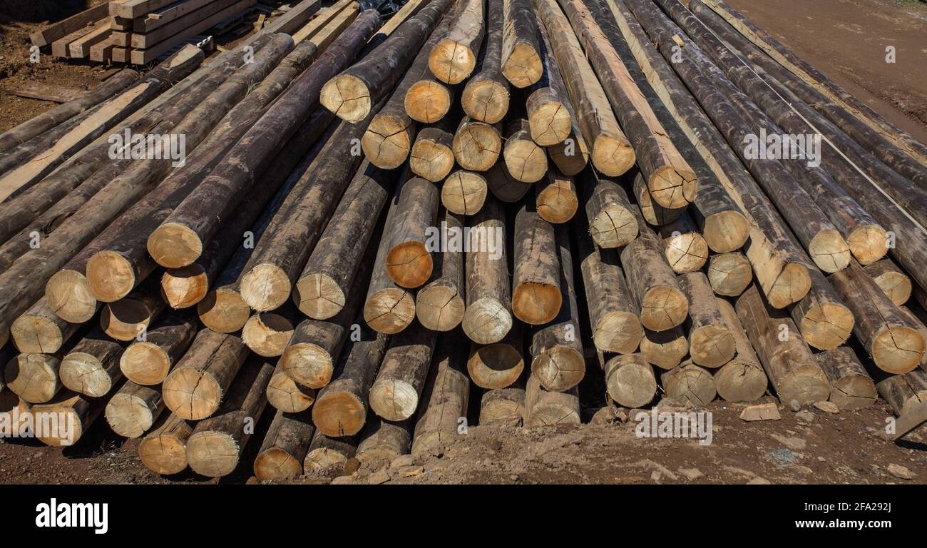 Closeup shot of cut wooden logs outside Stock Photo - Alamy