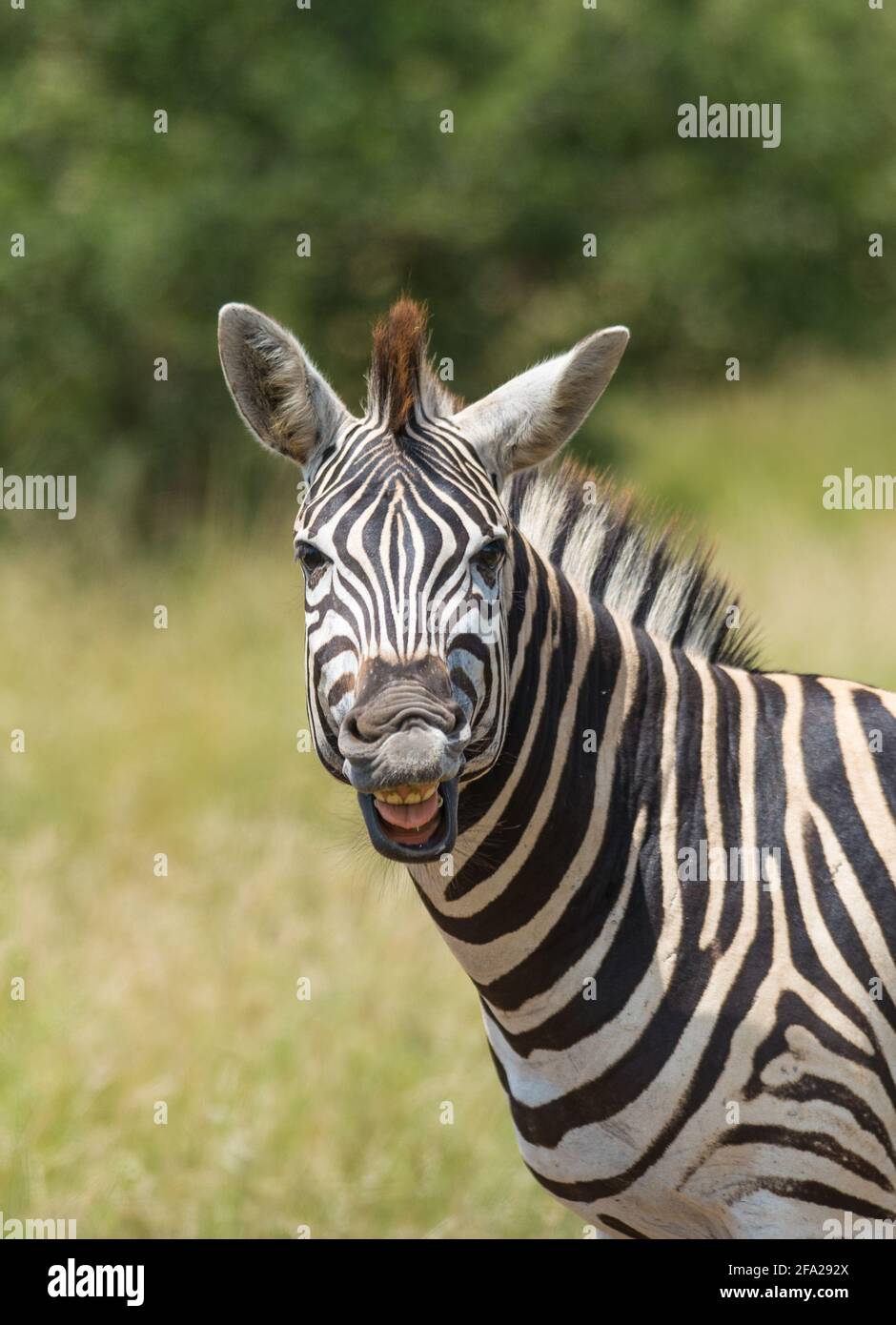 Zebra smile teeth hi-res stock photography and images - Alamy