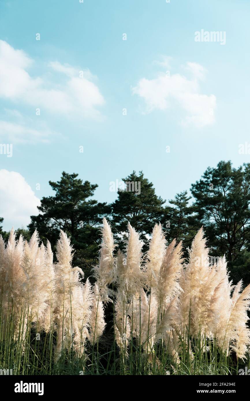 Pampas grass field hi-res stock photography and images - Alamy
