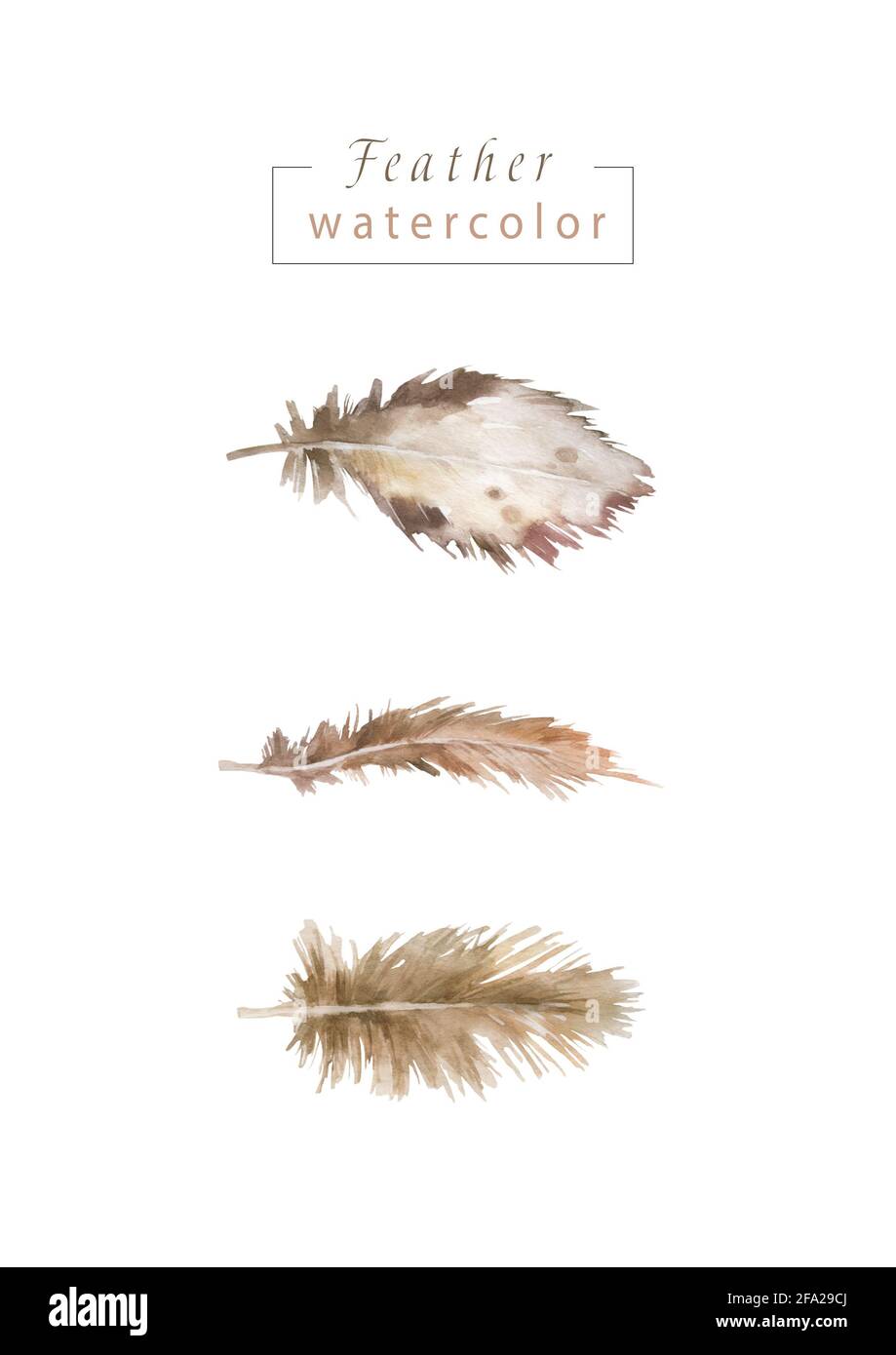 Watercolor bird feather from wing isolated. Aquarelle feather set for ...