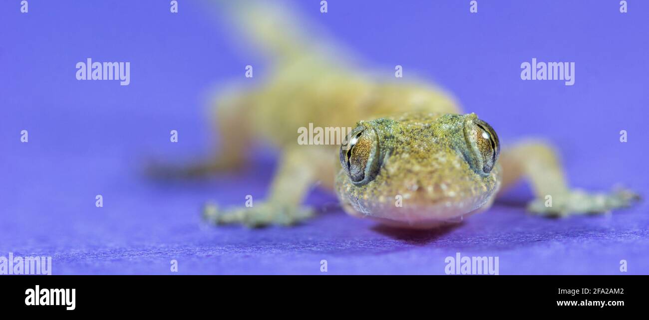 Purple gecko hi-res stock photography and images - Alamy