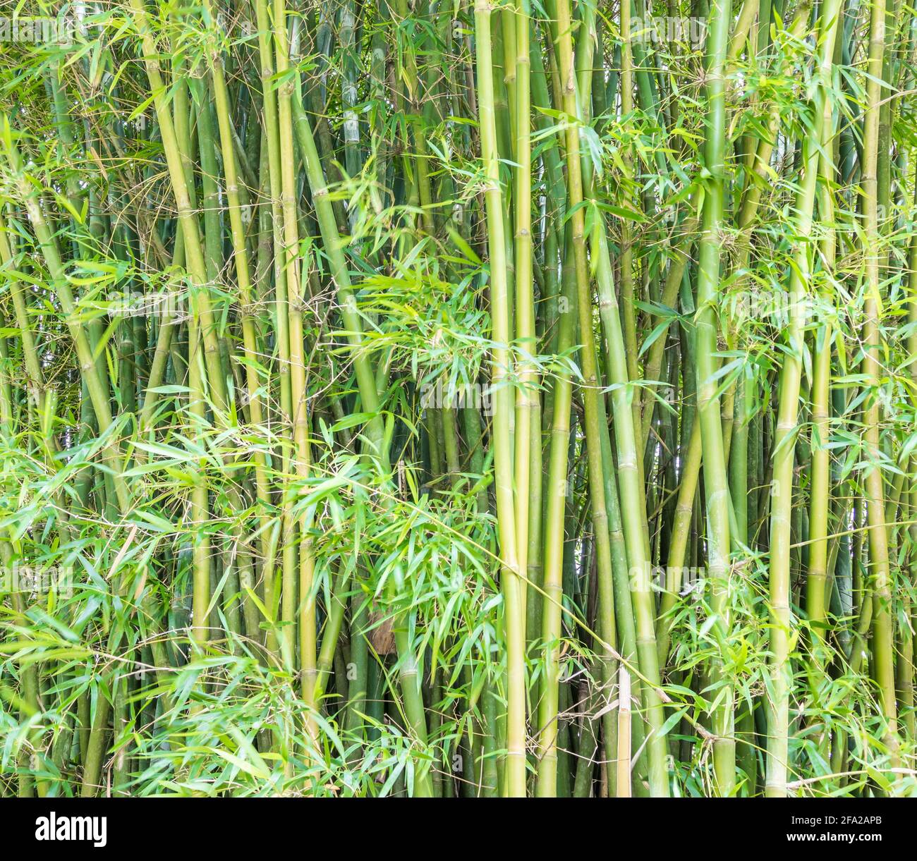 Tall bamboos hi-res stock photography and images - Alamy
