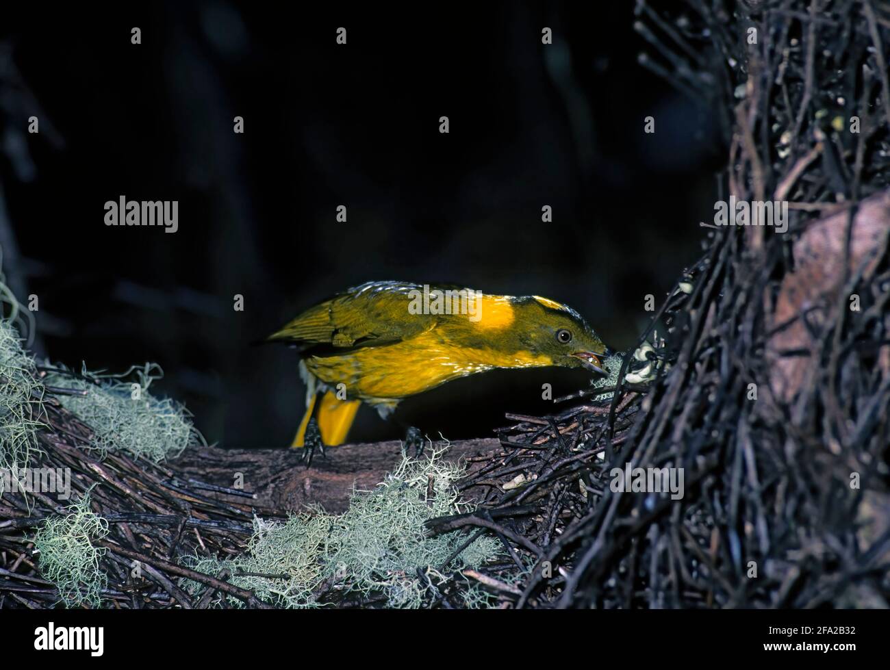 Golden bower bird hi-res stock photography and images - Alamy