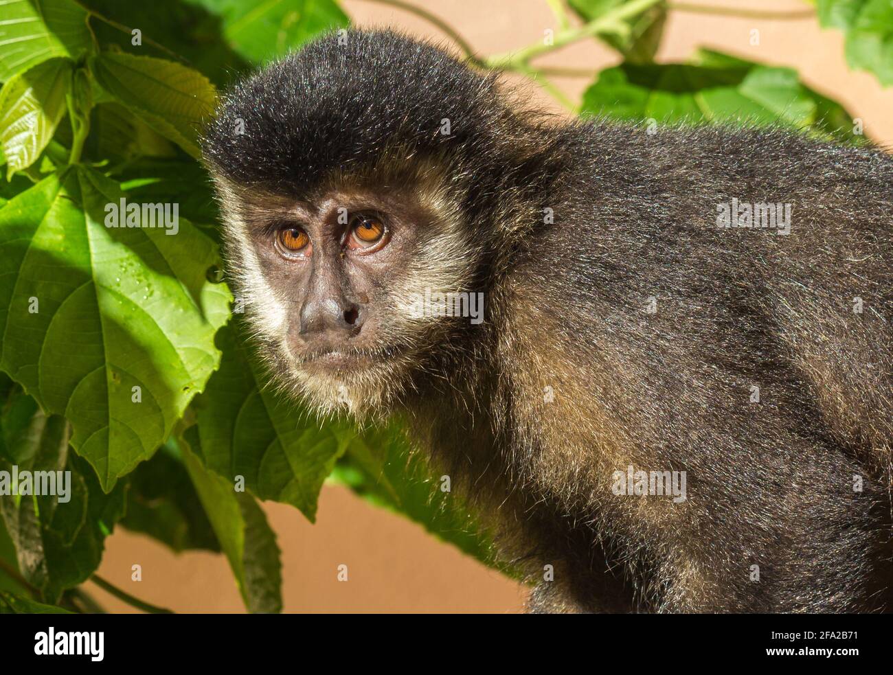 Closeup shot capuchin monkey hi-res stock photography and images - Alamy