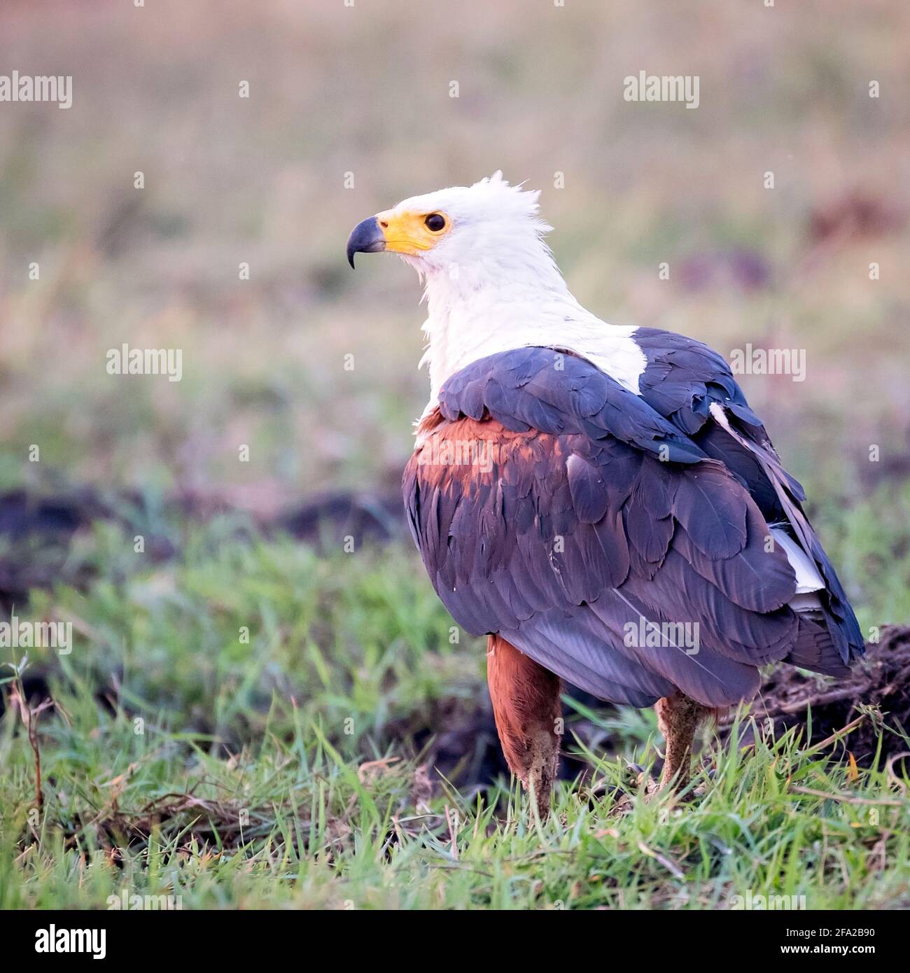 Birds of Africa Stock Photo - Alamy