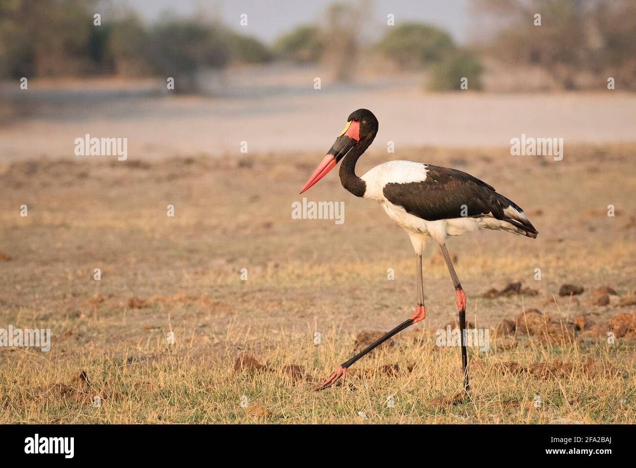 Birds of Africa Stock Photo - Alamy