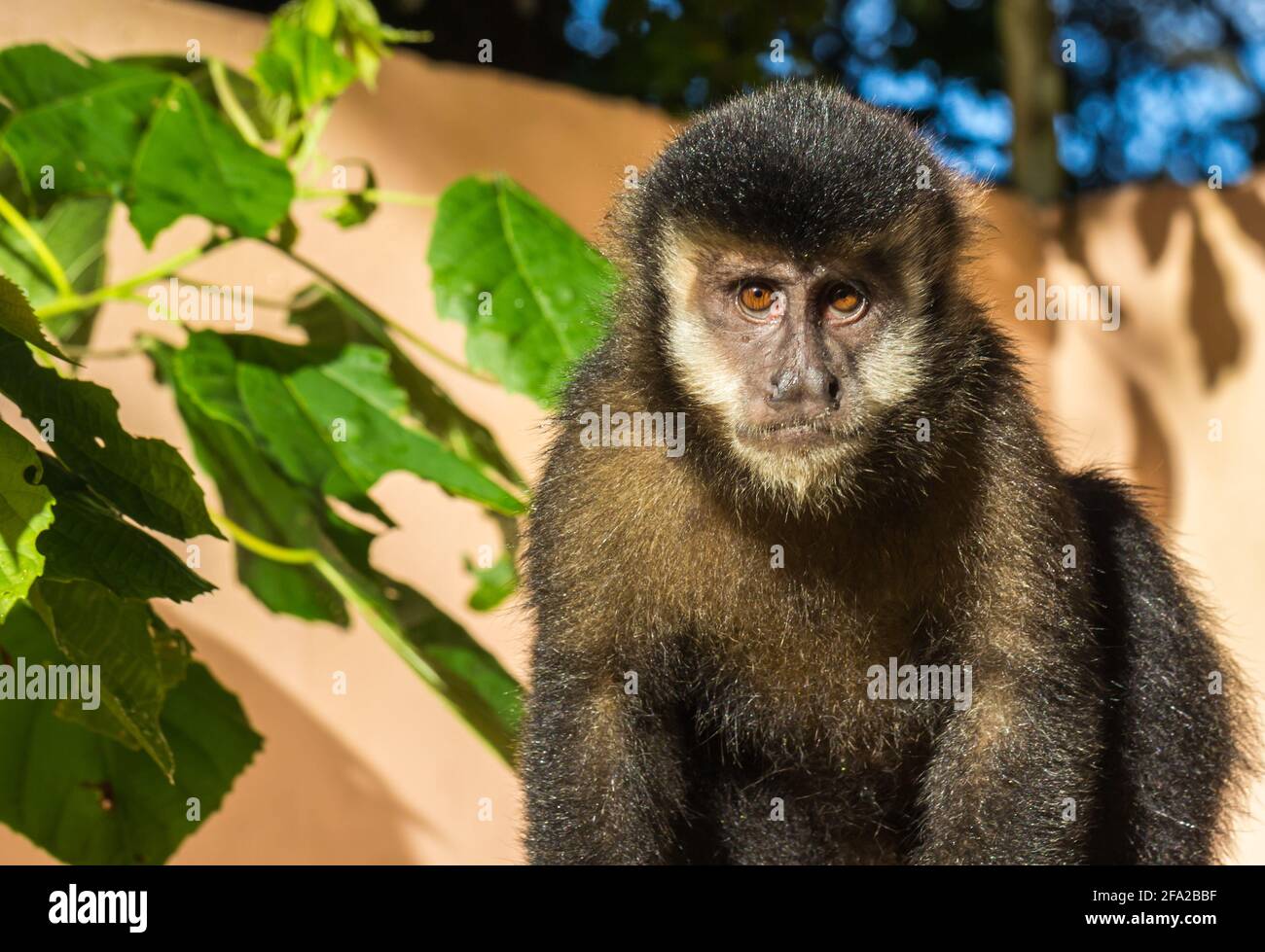 Closeup shot capuchin monkey hi-res stock photography and images - Alamy
