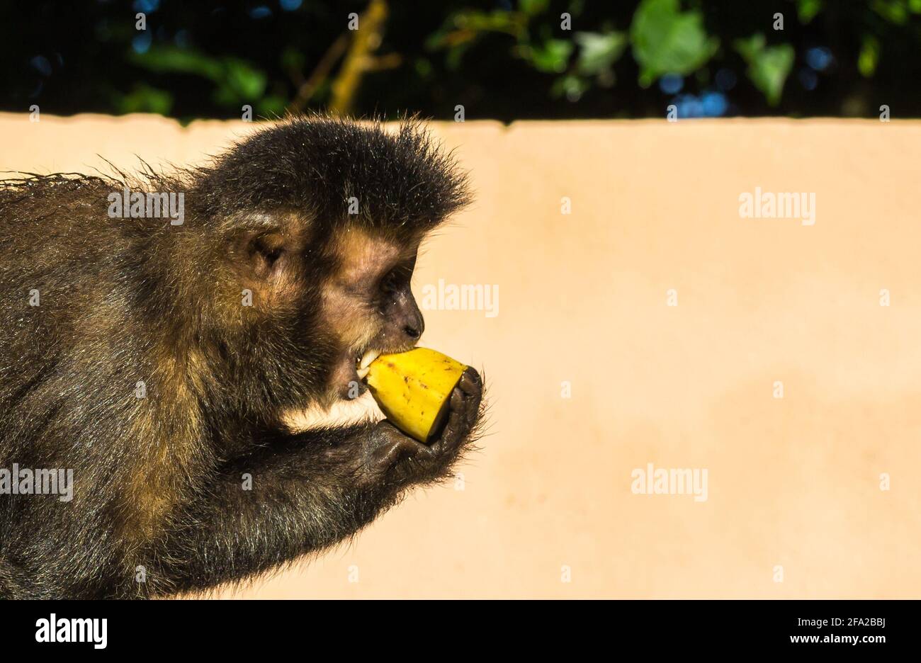 Closeup shot of a cute capuchin monkey eating a banana Stock Photo - Alamy