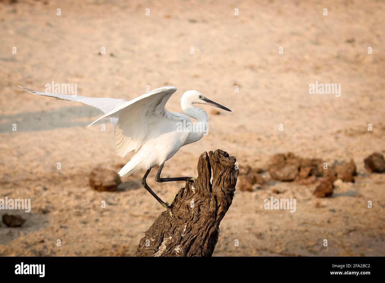 Birds of Africa Stock Photo - Alamy