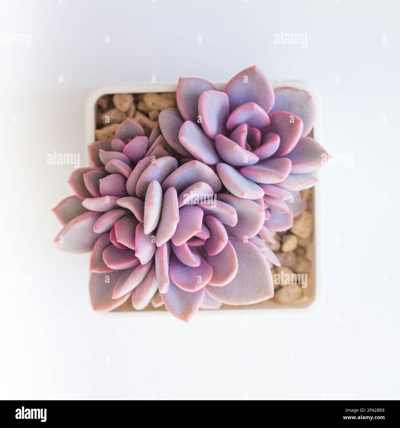 Graptoveria debbi flower hi-res stock photography and images - Alamy