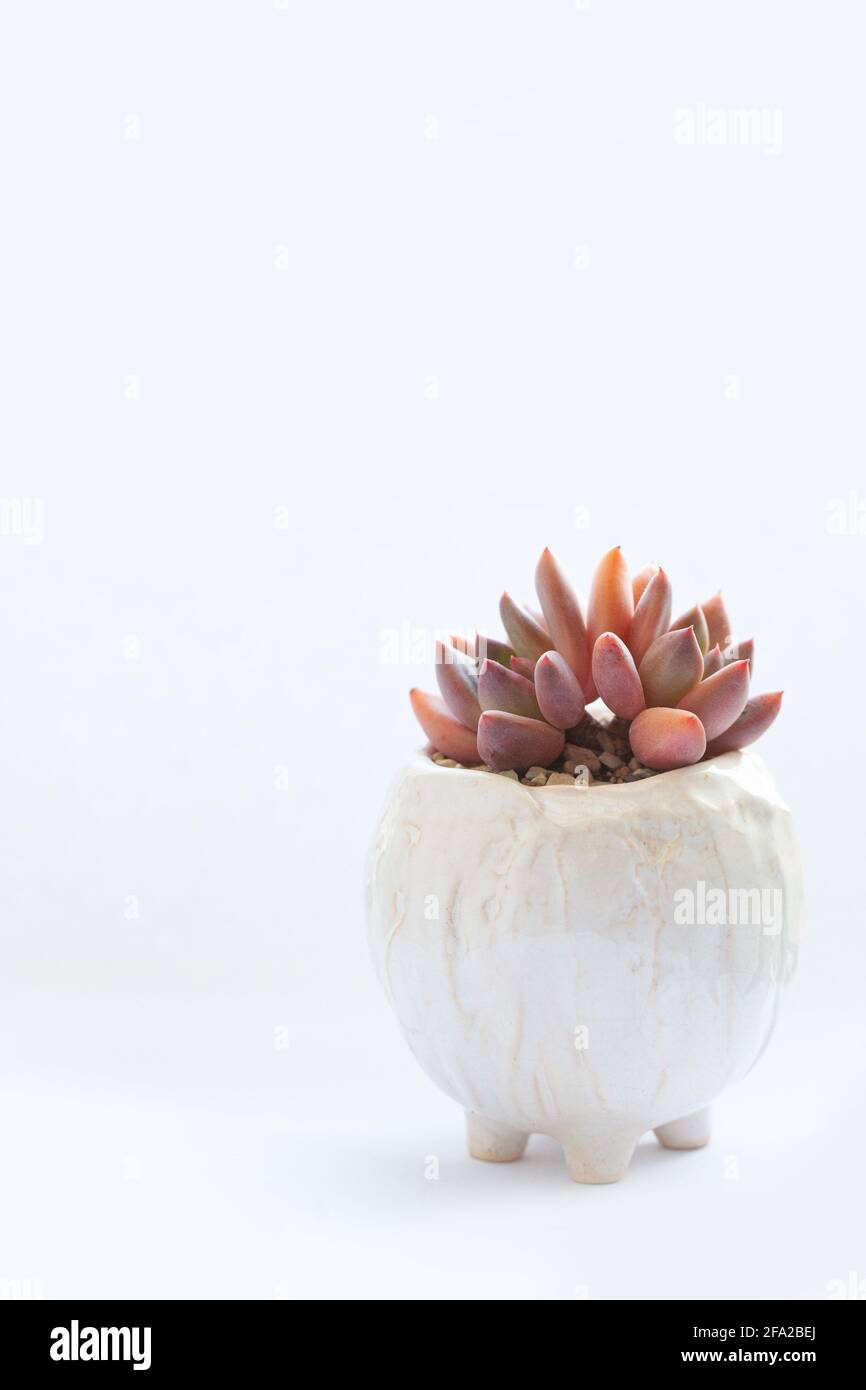 Rare bright orange and red succulent plant Echeveria Spica in ceramic ...