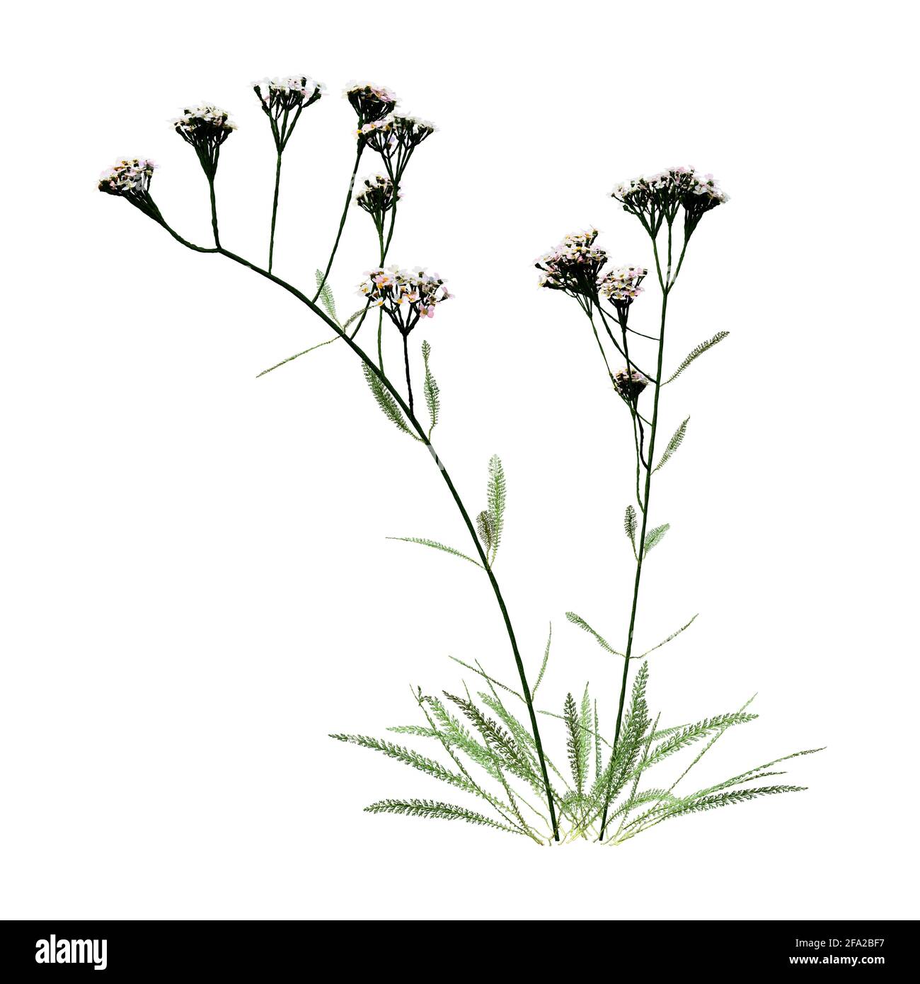 3D rendering of a common yarrow plant isolated on white background ...