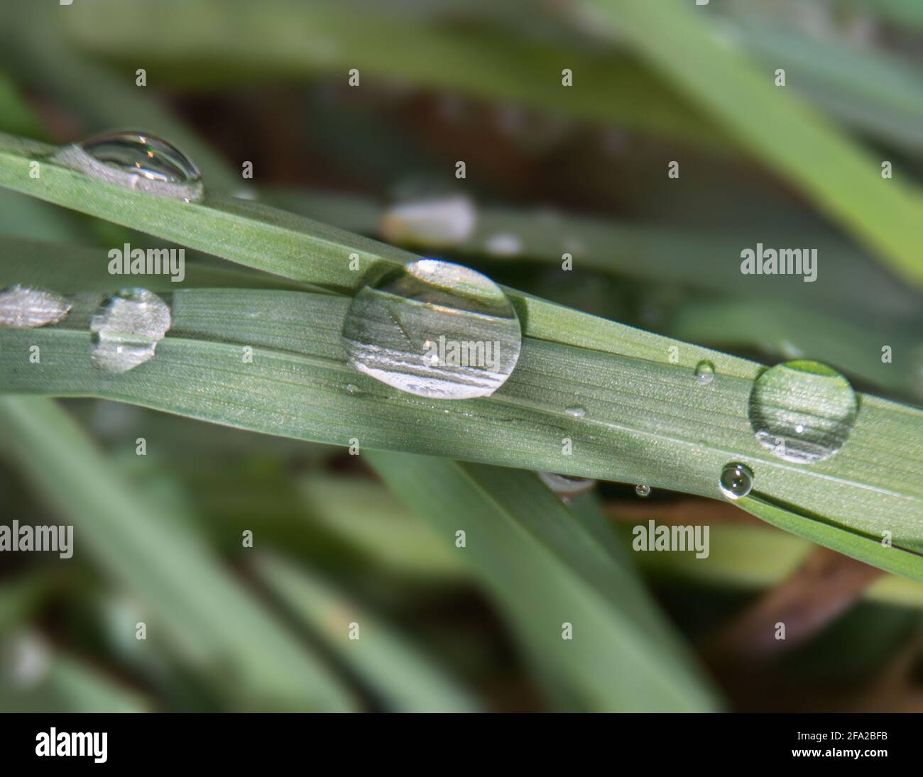 Clean green grass hi-res stock photography and images - Alamy