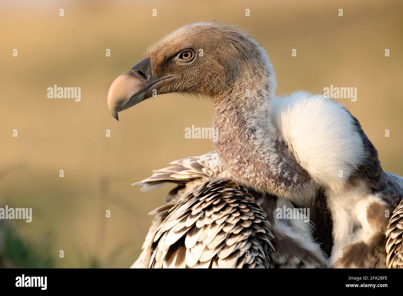 Africa birds of prey hi-res stock photography and images - Alamy