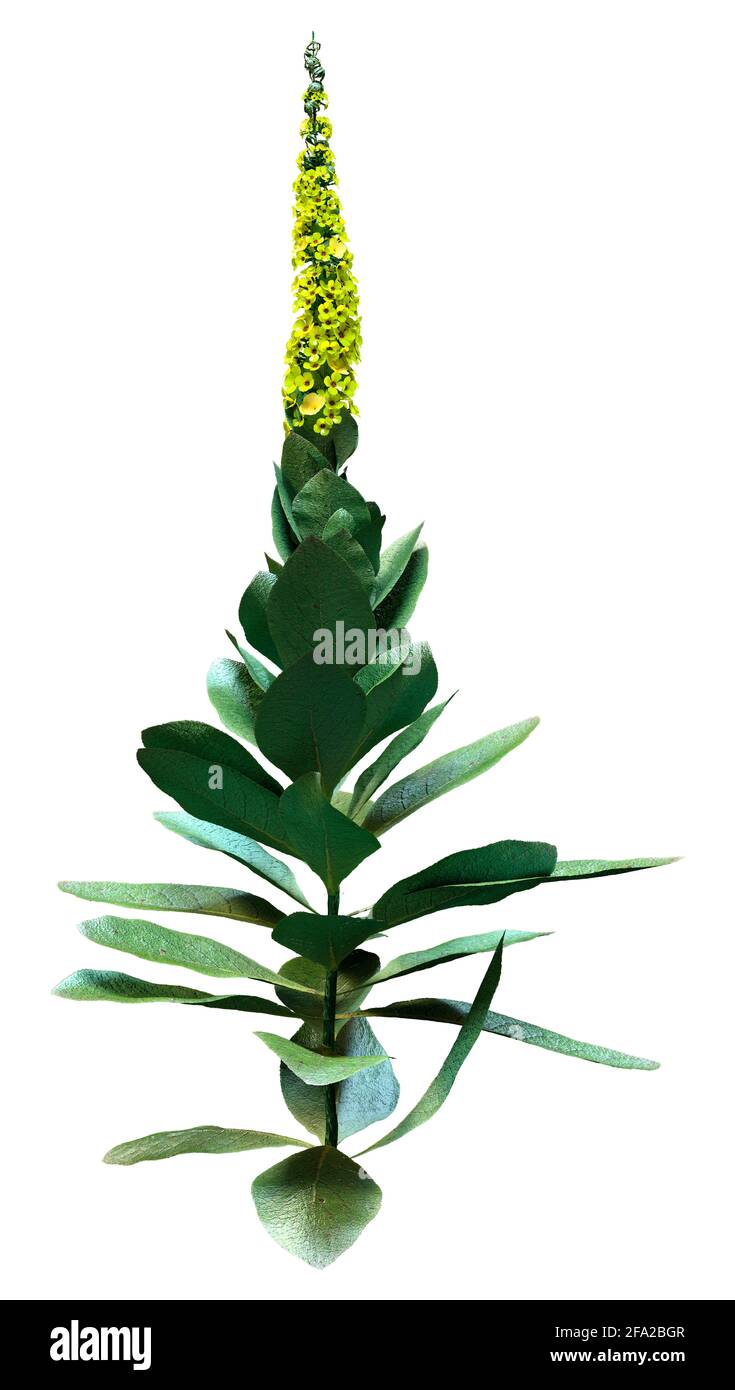 Common mullen hi-res stock photography and images - Alamy