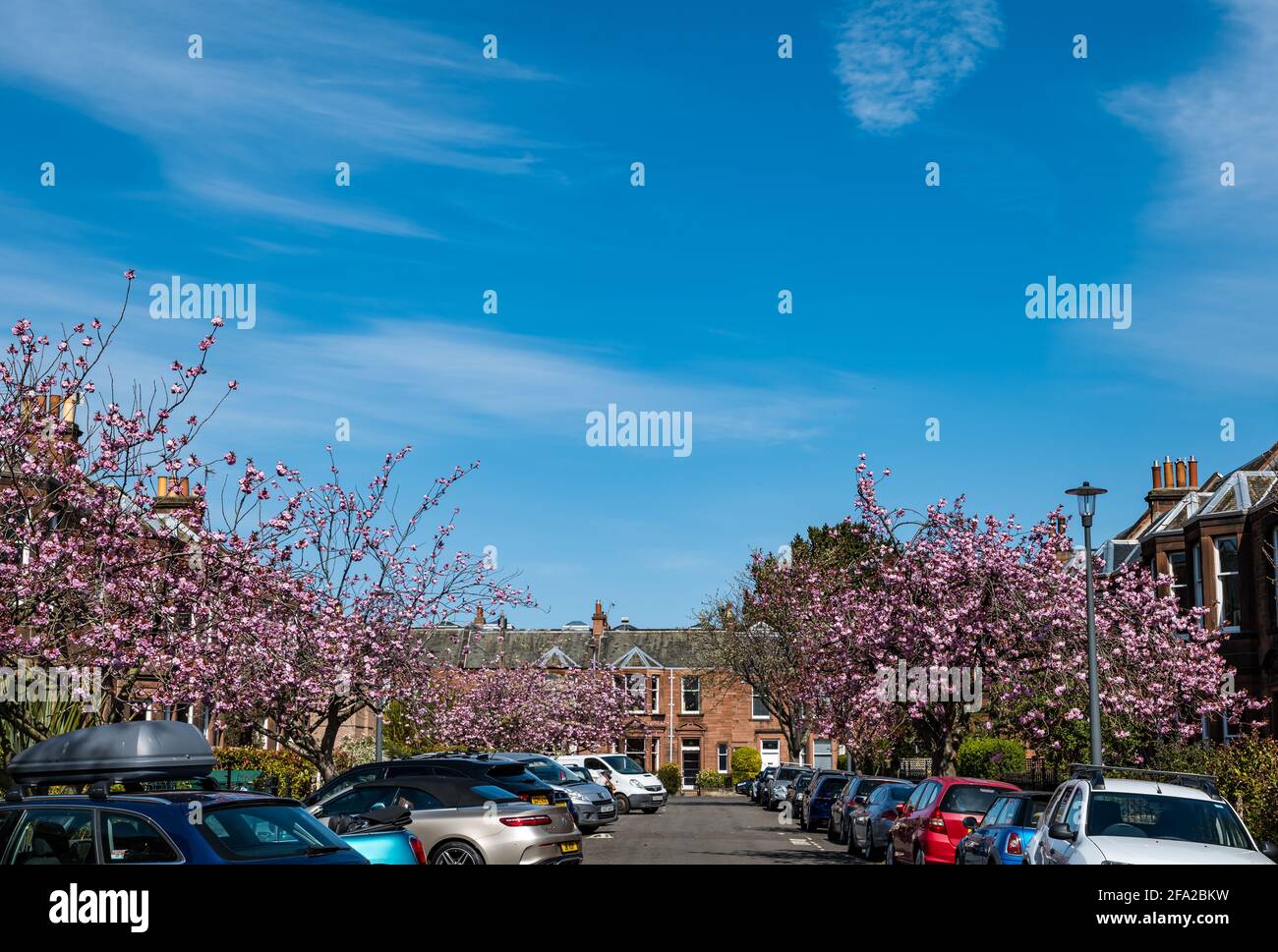Victorian terrace houses uk blossom hi-res stock photography and images ...