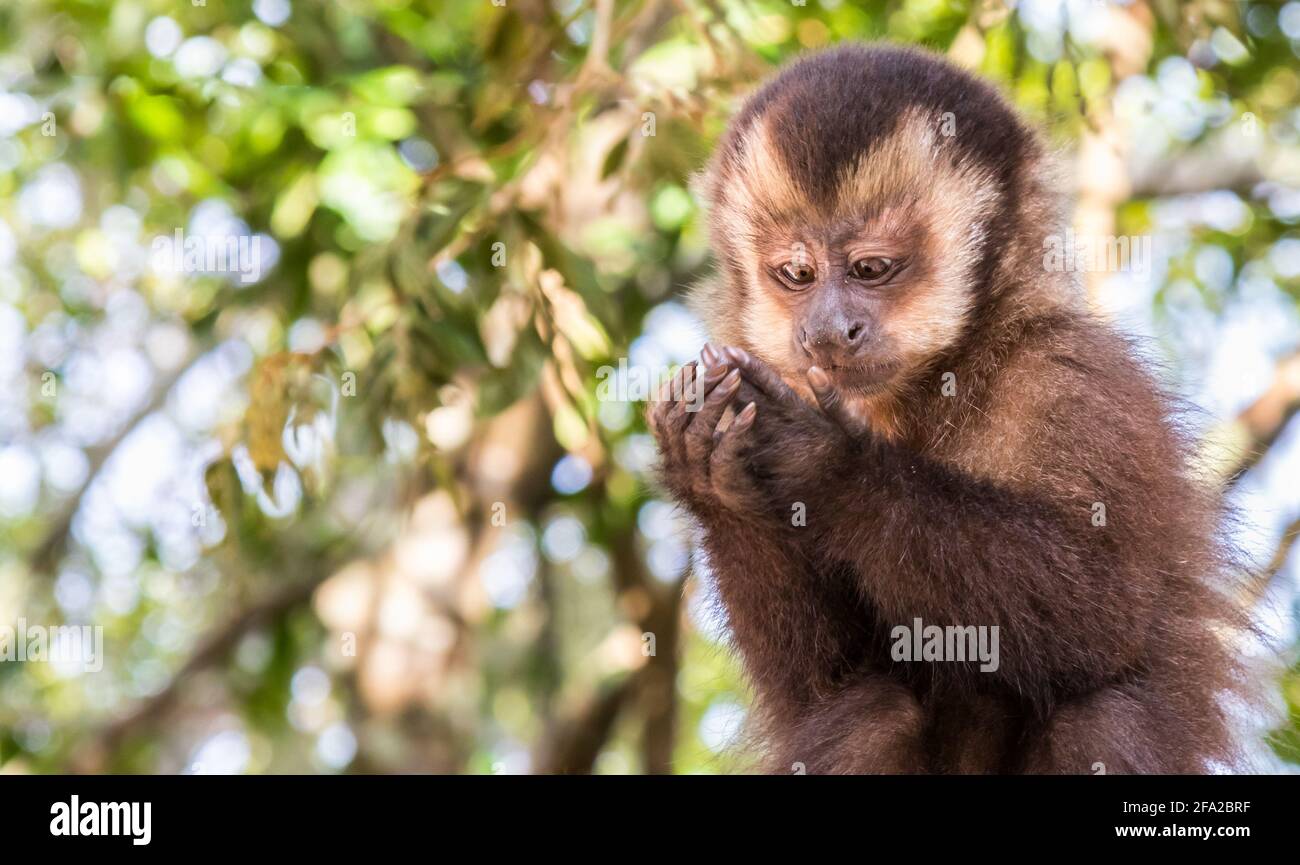Closeup shot of a cute capuchin monkey Stock Photo - Alamy