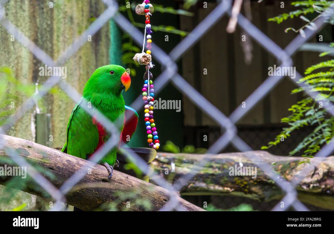 Green parrot behind a grid fence Stock Photo - Alamy