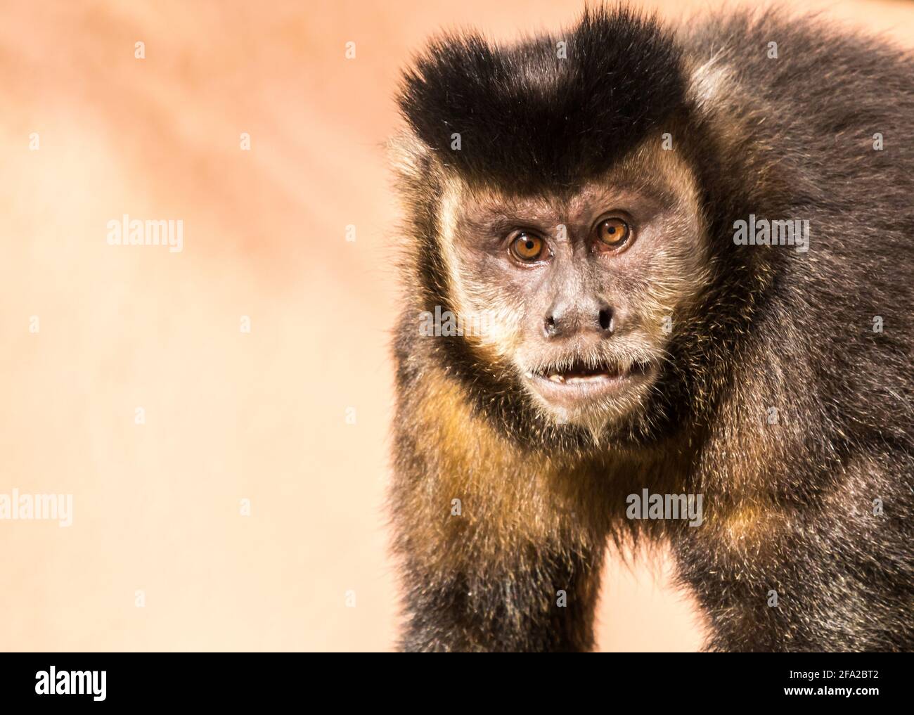 Closeup shot capuchin monkey hi-res stock photography and images - Alamy