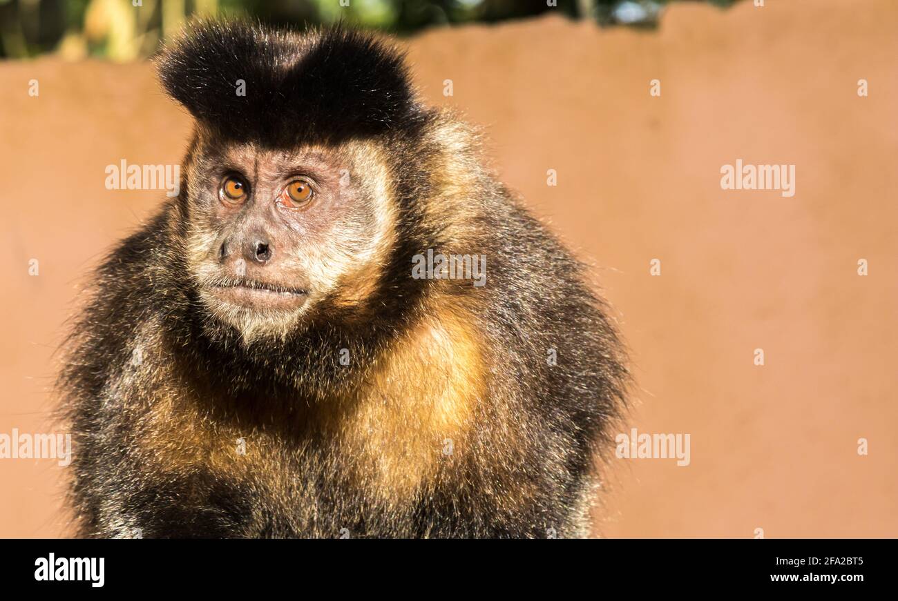 Closeup shot capuchin monkey hi-res stock photography and images - Alamy