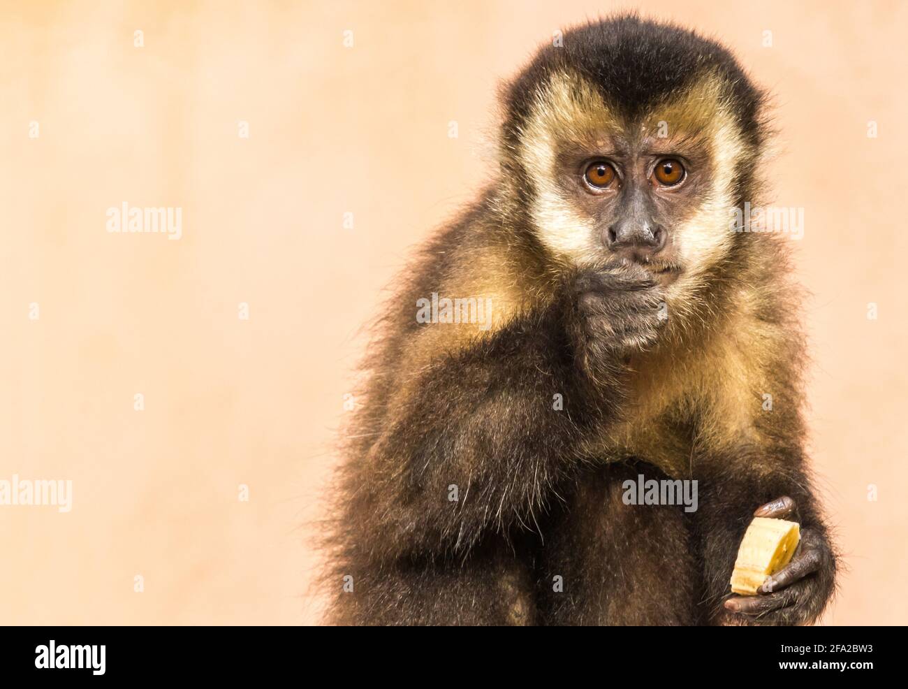 Closeup shot capuchin monkey hi-res stock photography and images - Alamy