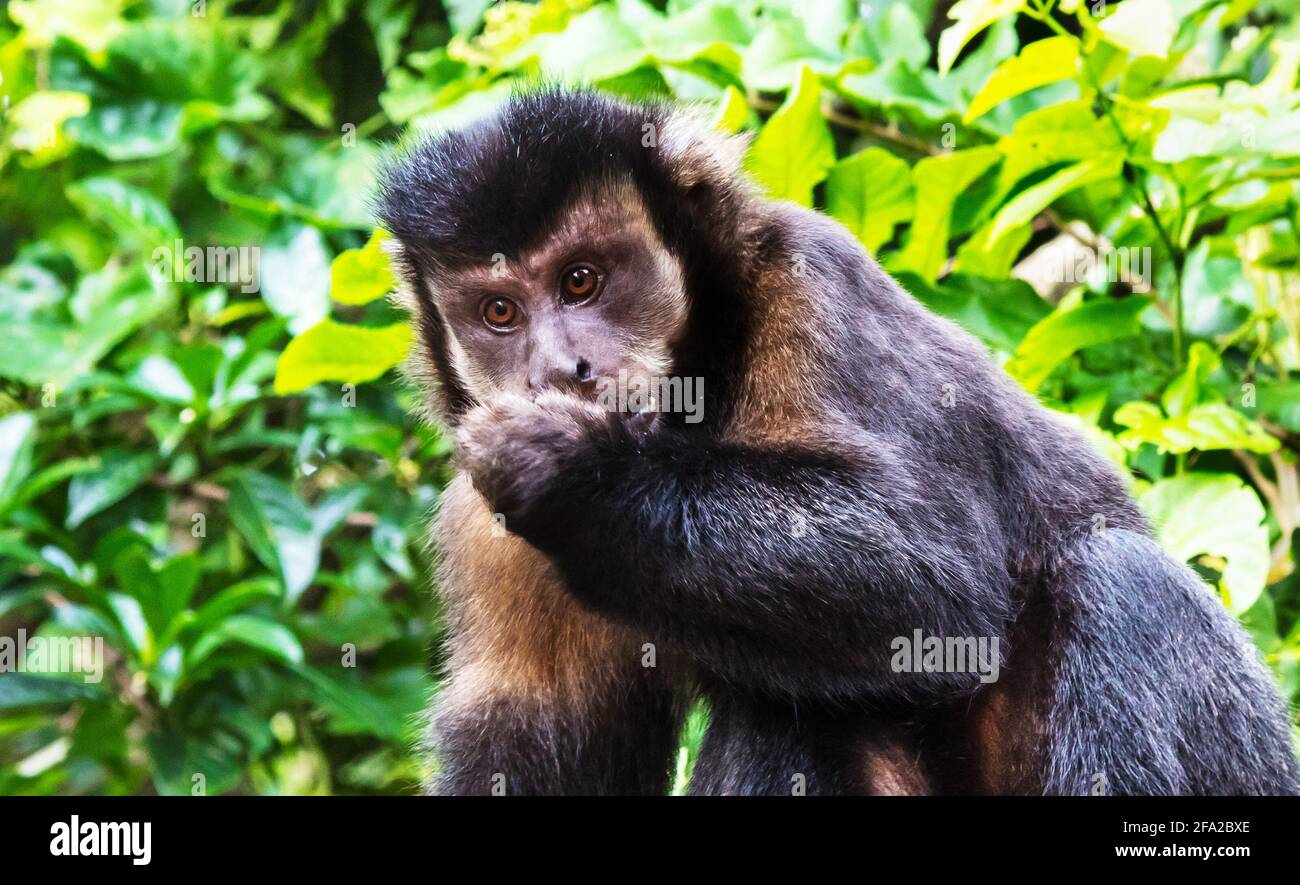 Closeup shot capuchin monkey hi-res stock photography and images - Alamy