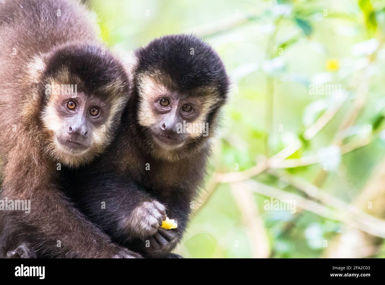 Capuchin monkeys pair hi-res stock photography and images - Alamy