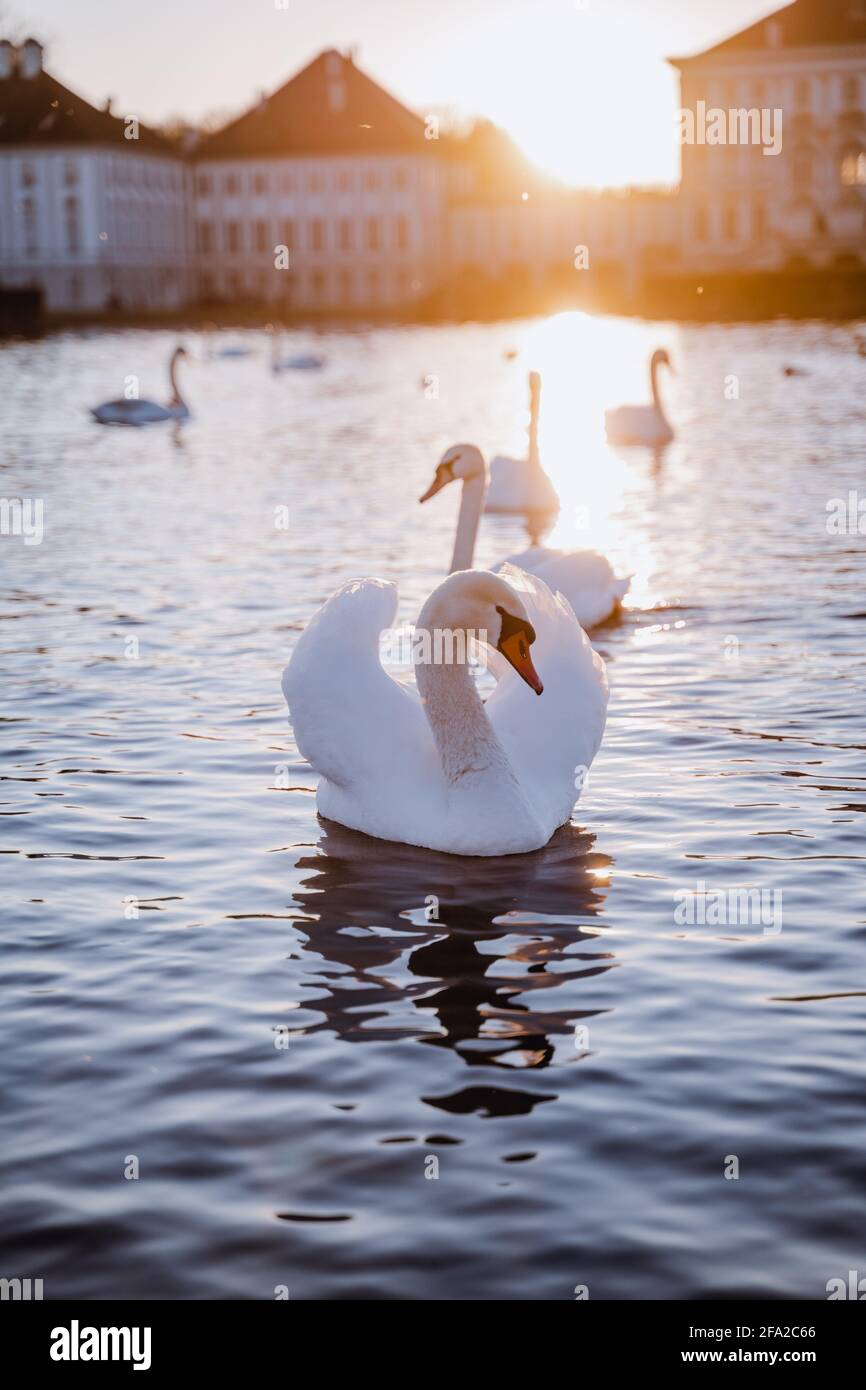 breathtaking swan swimming on the sea at the castle Nymphenburg by ...
