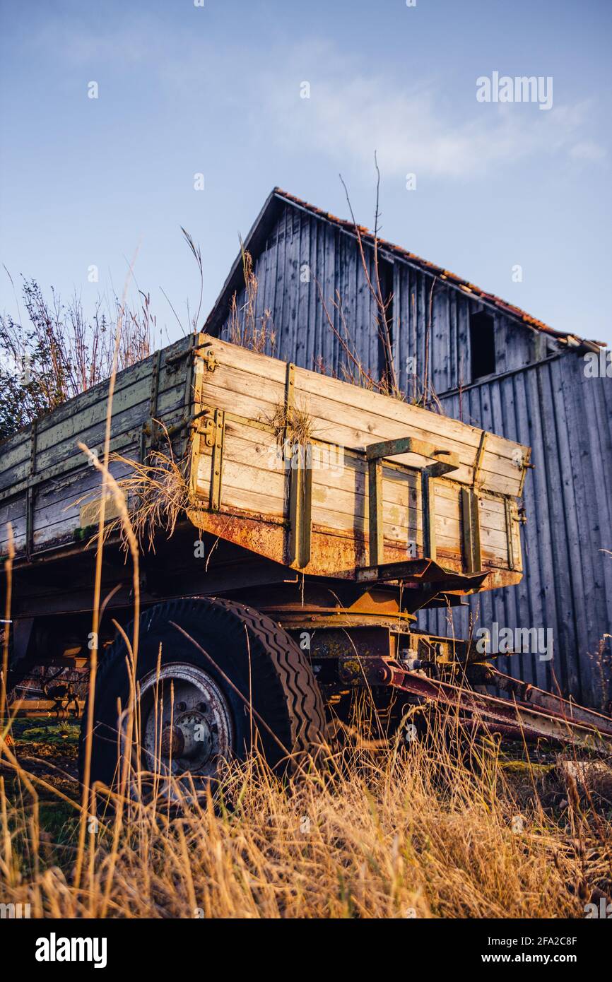 old neglected trailer is overgrown with grasses and moss. Sunrise ...