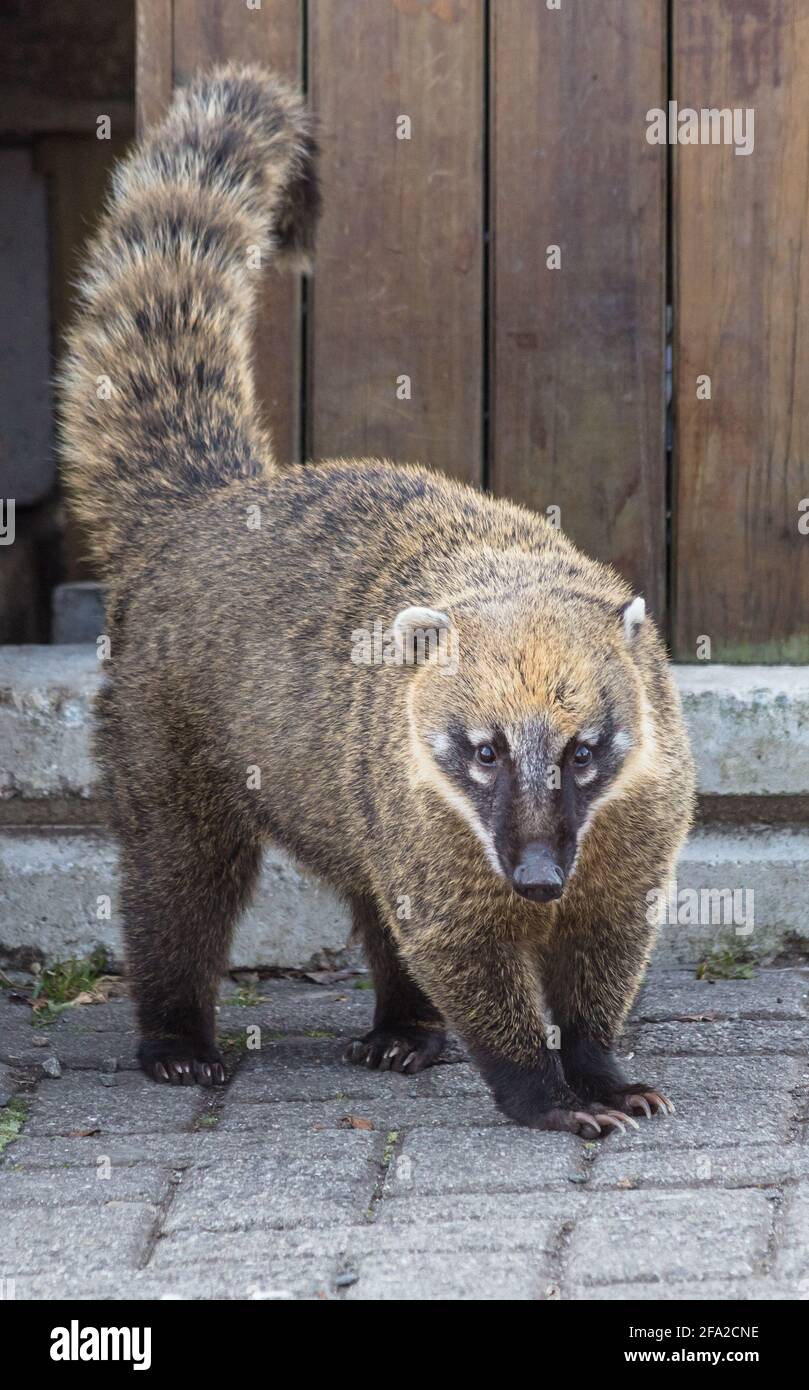 Cute vertical hi-res stock photography and images - Alamy
