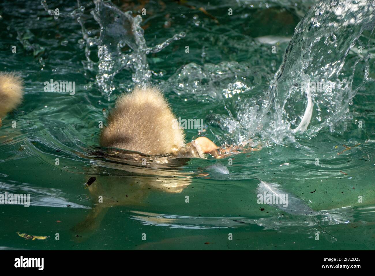 Ducking and diving hi-res stock photography and images - Alamy