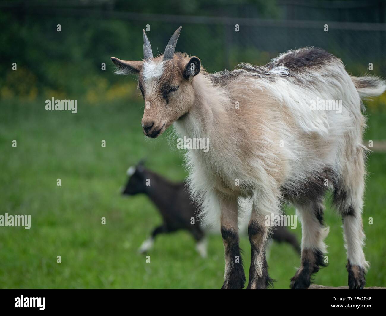 Icelandic domestic goat kid Stock Photo - Alamy