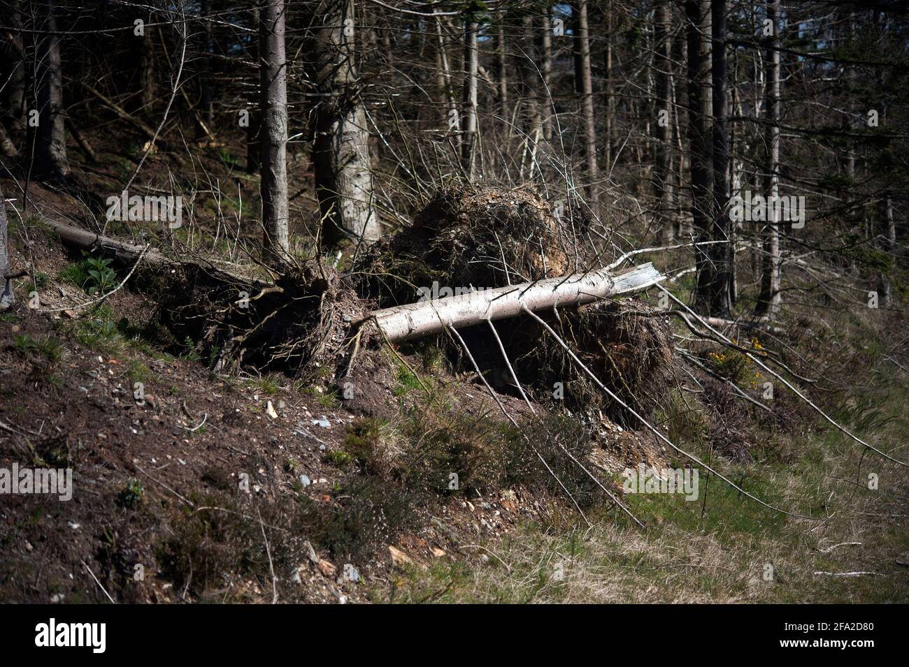 Commercial trees uprooted by wind hi-res stock photography and images ...