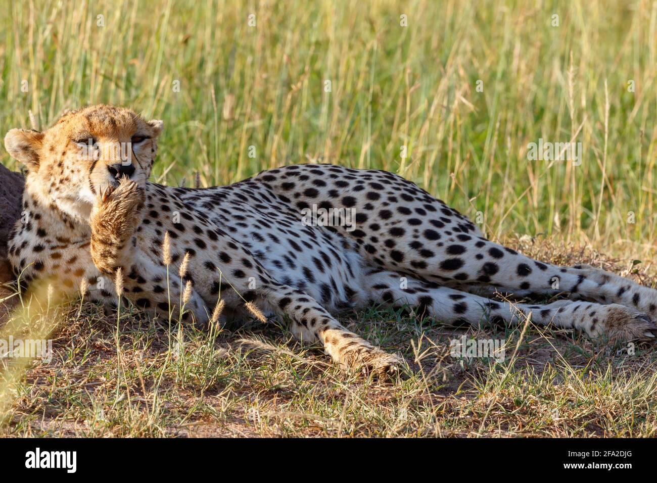 Cheetah lying down hi-res stock photography and images - Alamy