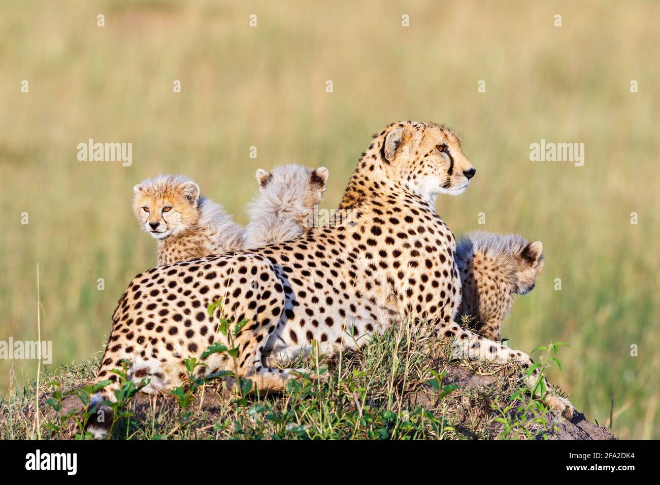 Cheetah lying and posing with her young cubs Stock Photo - Alamy