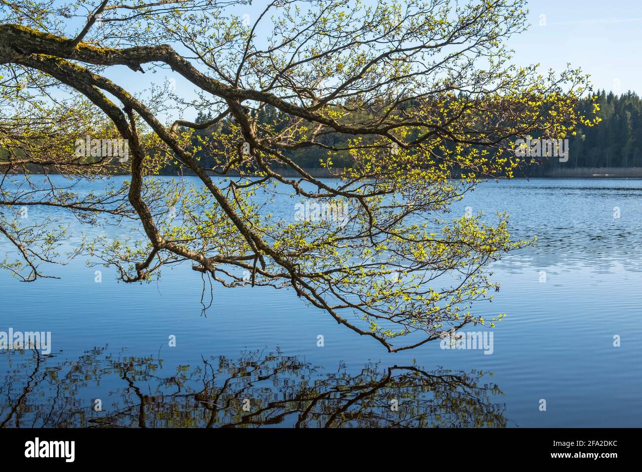 Tree branch stretching out over the water Stock Photo - Alamy