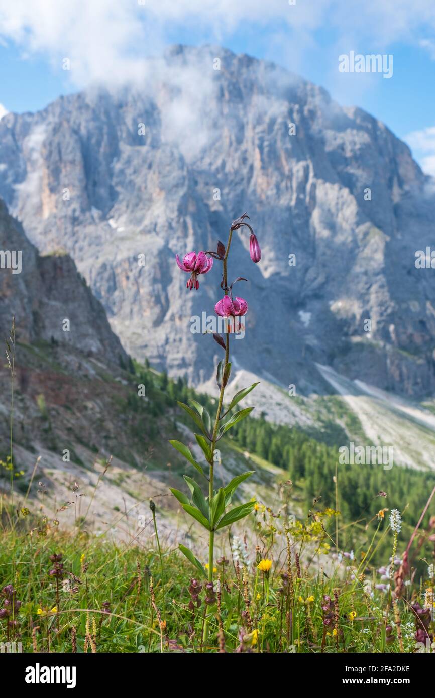 Lily of the val hi-res stock photography and images - Alamy