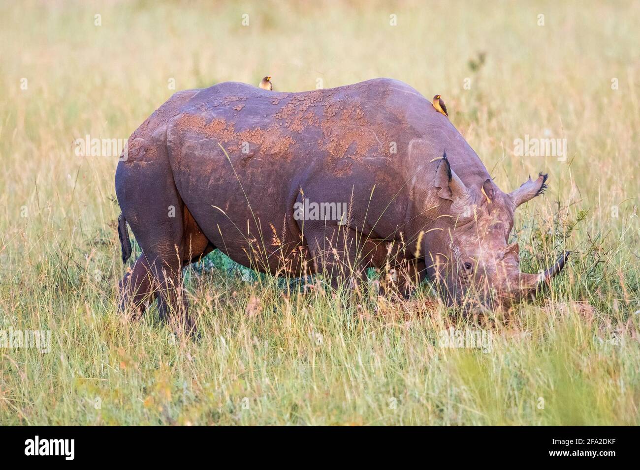 Black rhino grazing on the savanna with yellow billed oxpecker Stock ...