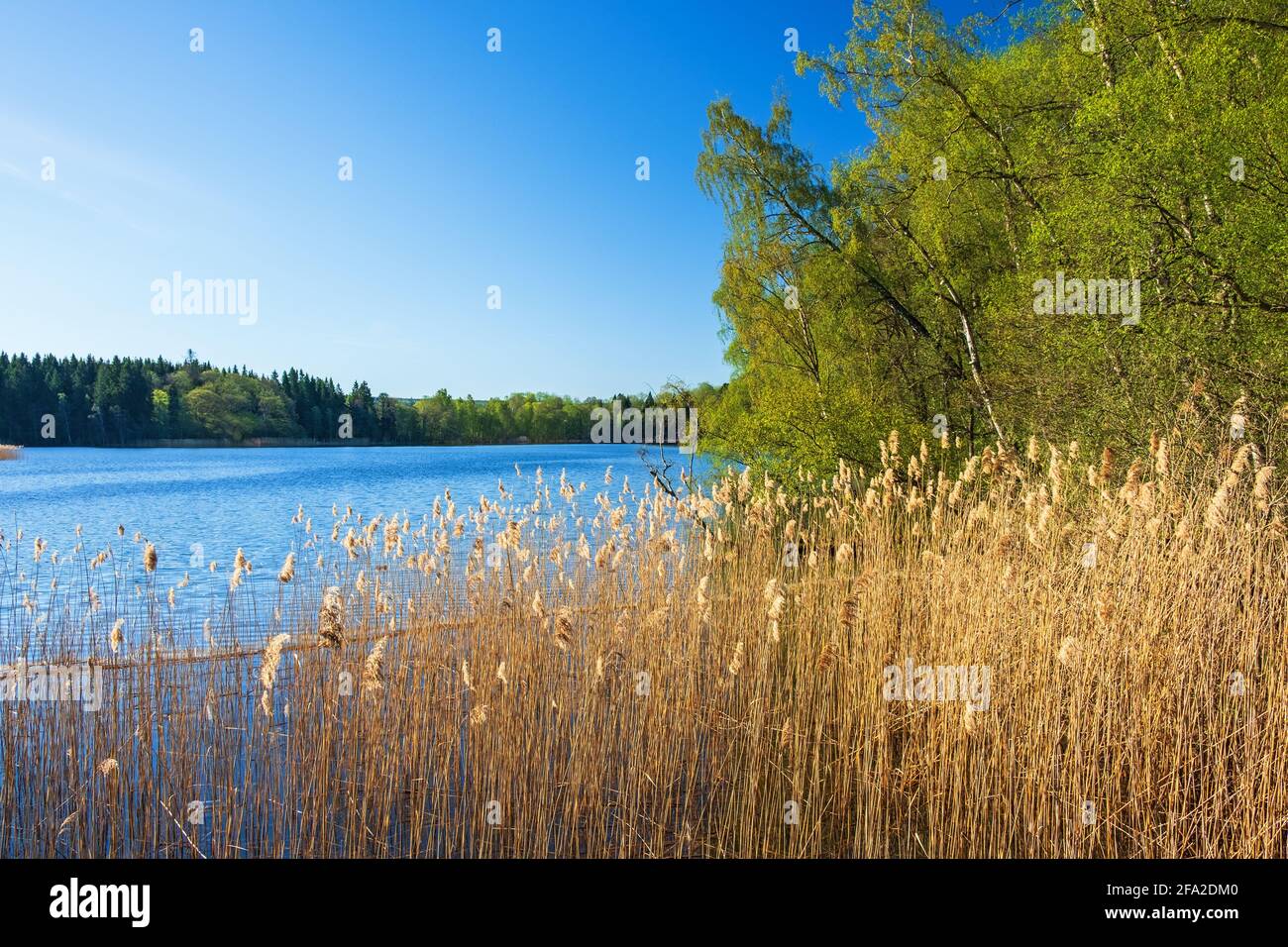 Lakeshore greenery hi-res stock photography and images - Alamy