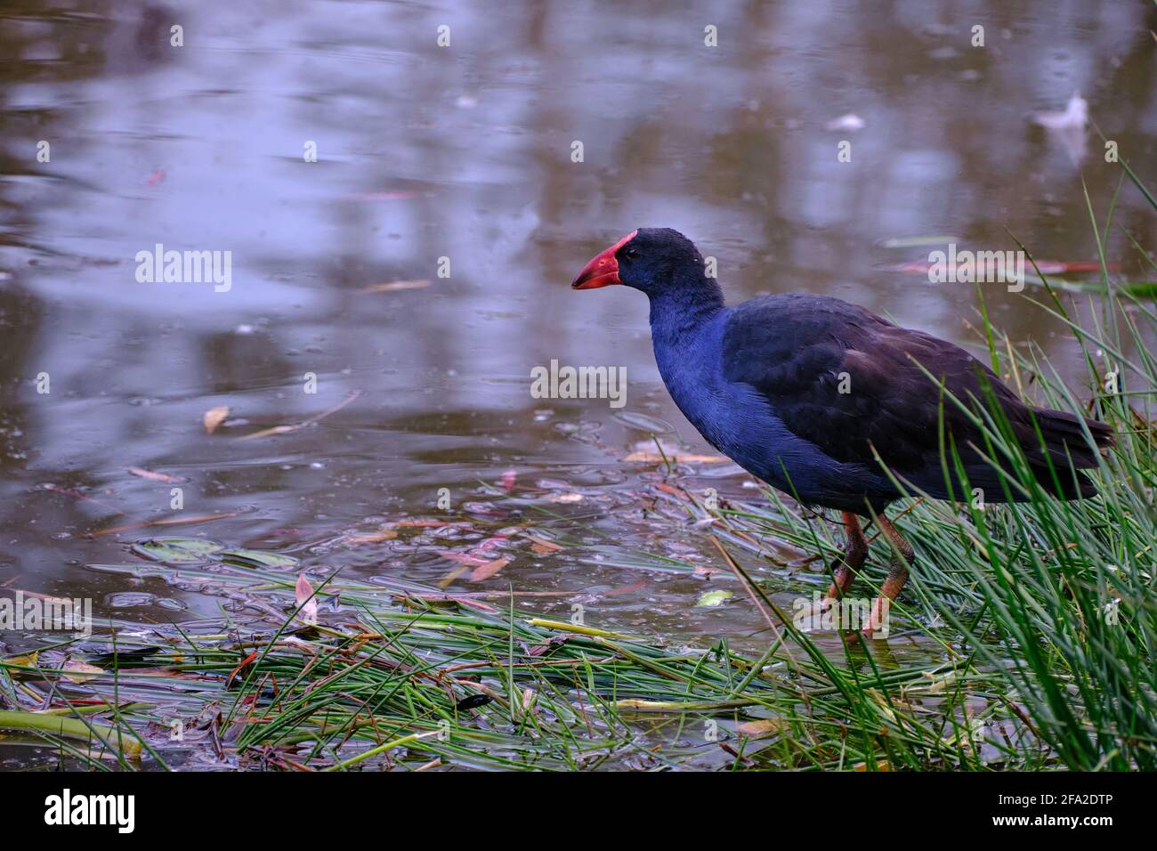 Australian swamphen hi-res stock photography and images - Alamy