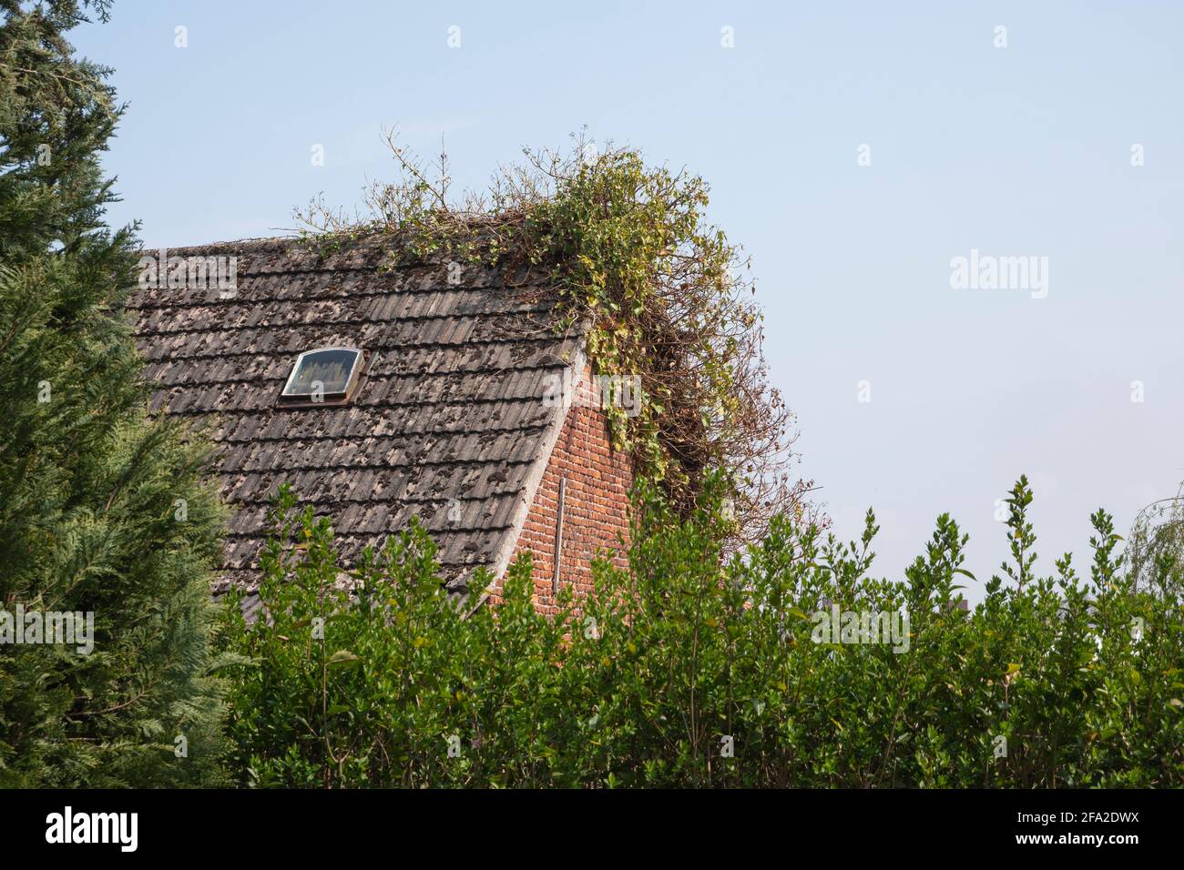 Moss ivy mosses detail hi-res stock photography and images - Alamy