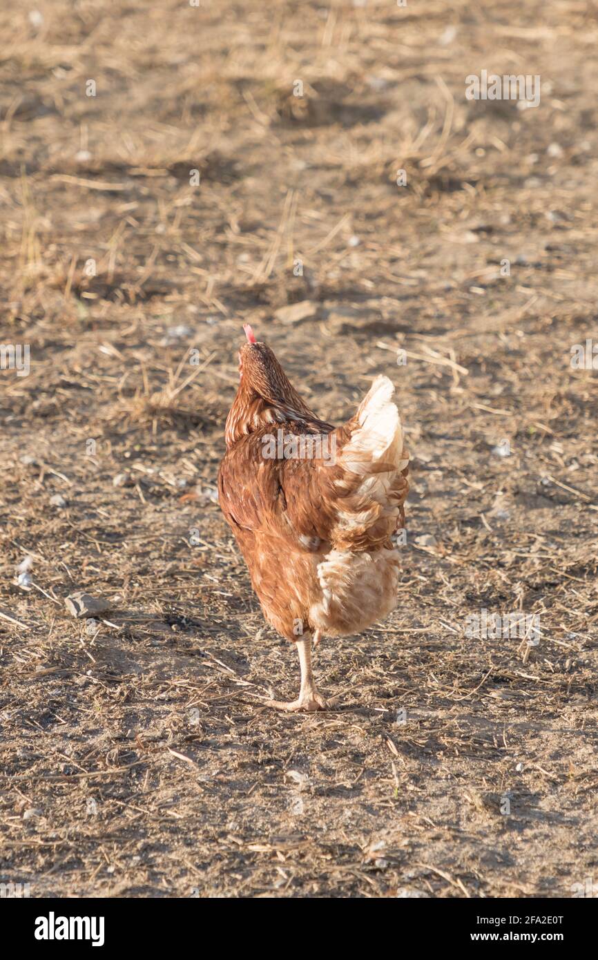 Brown chicken back outdoors at bio poultry farm grass meadow. Rural ...