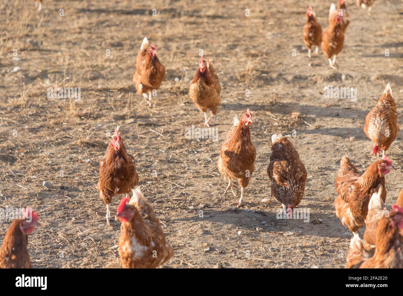 Brown chickens live outdoors at bio poultry farm grass meadow. Rural ...