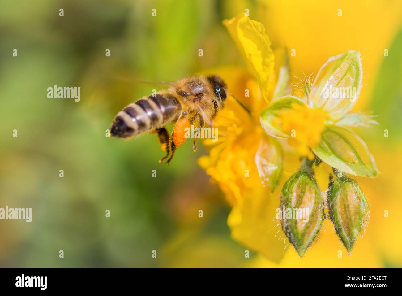 Honey bee with pollen pellets flight to gather nectar flower. Animal ...
