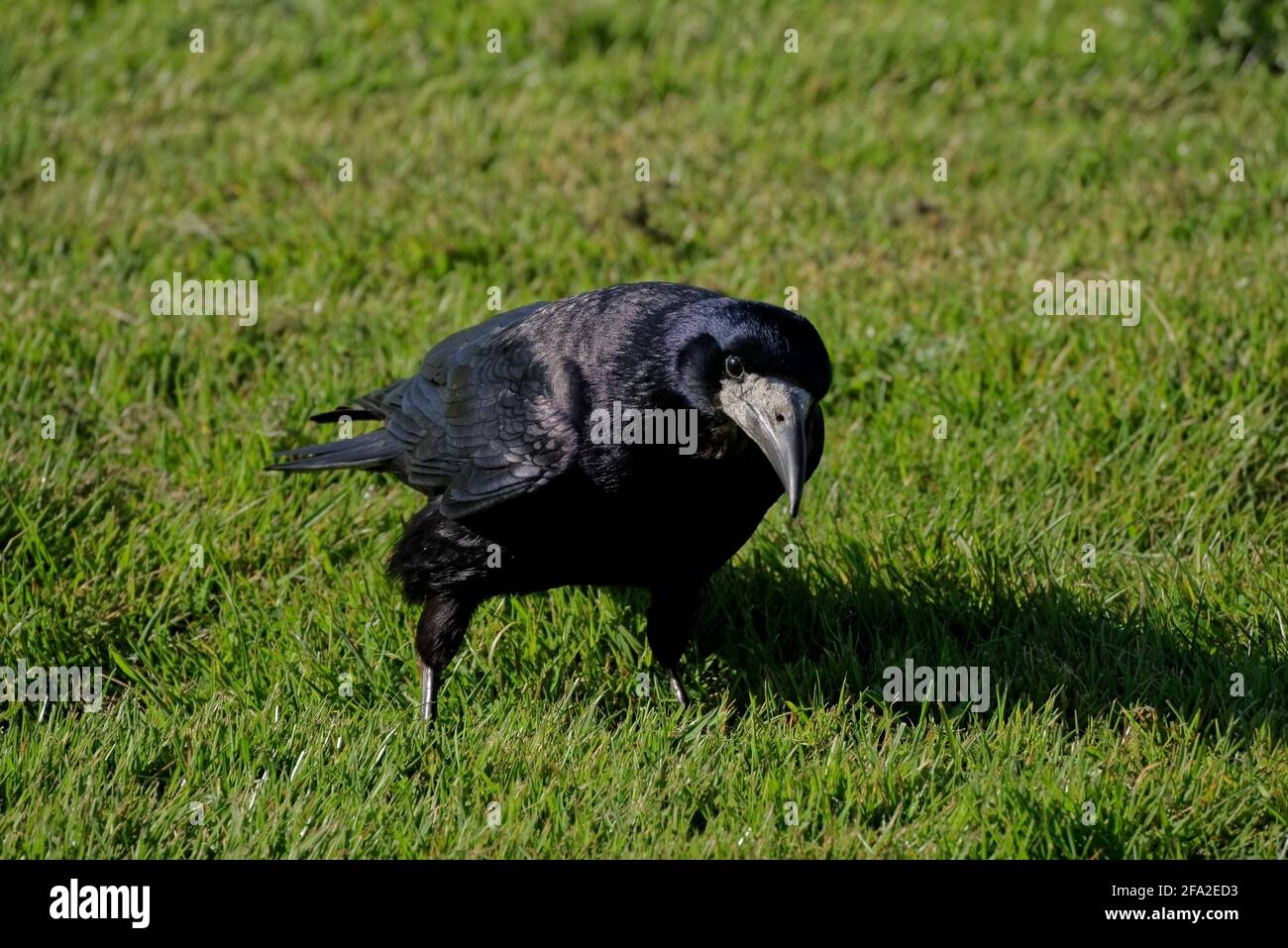 Shiny black rook on a lawn Stock Photo - Alamy