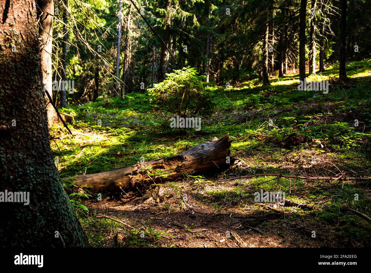 View through forest trees, sunlights over the mountain forest details ...