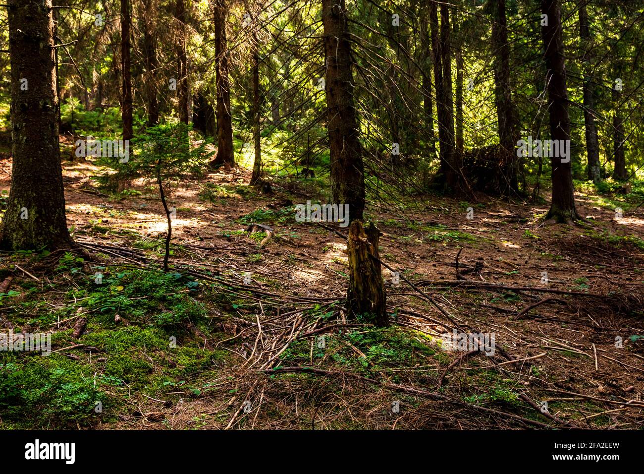 View through forest trees, sunlights over the mountain forest details ...