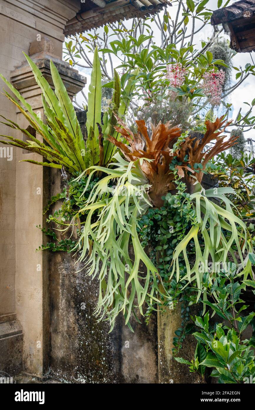 Ferns and stag horns on a tree in Penglipuran, traditional village ...