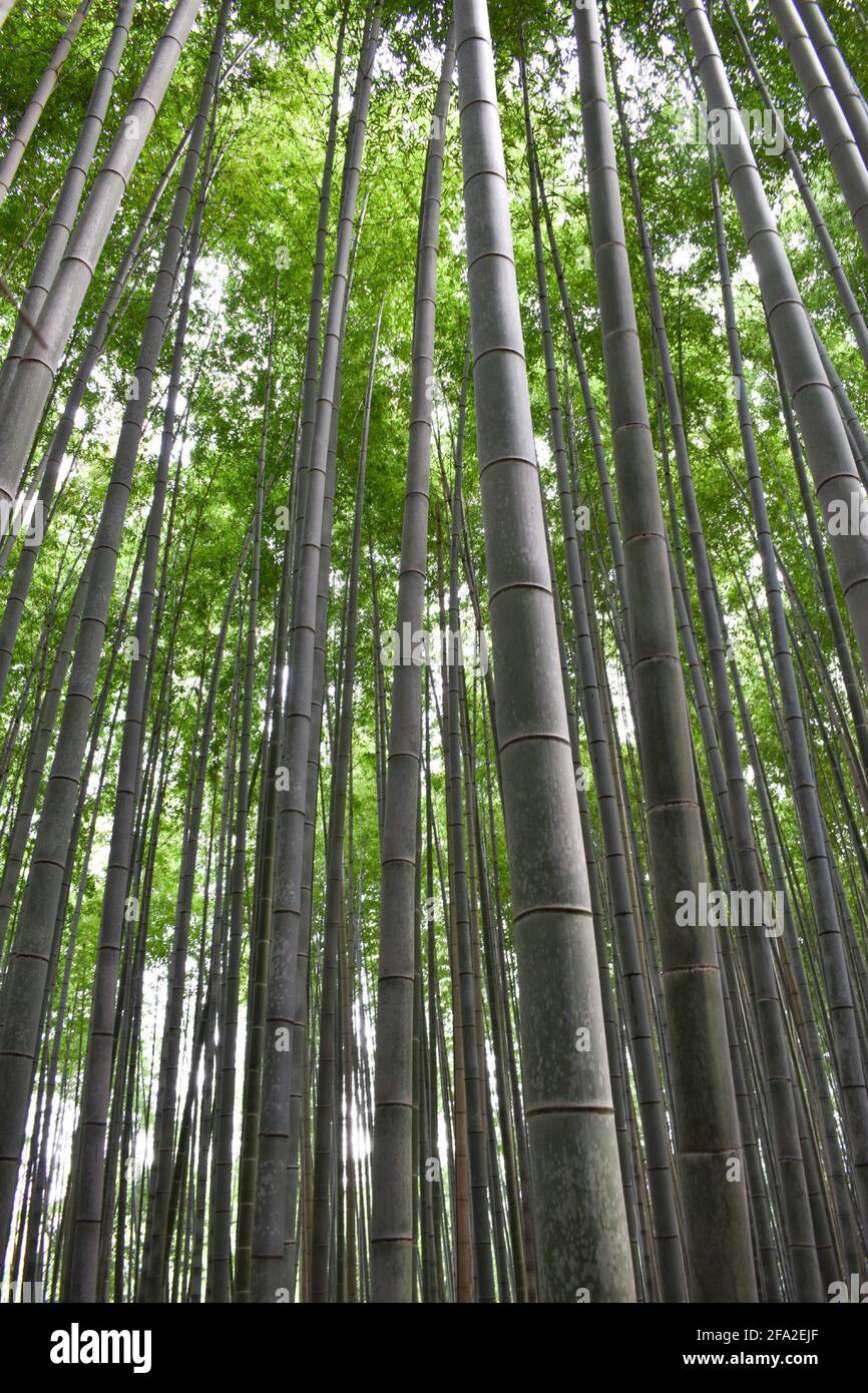 Kyoto, Japan - March 31st 2019; Arashiyama Bamboo grove Stock Photo - Alamy