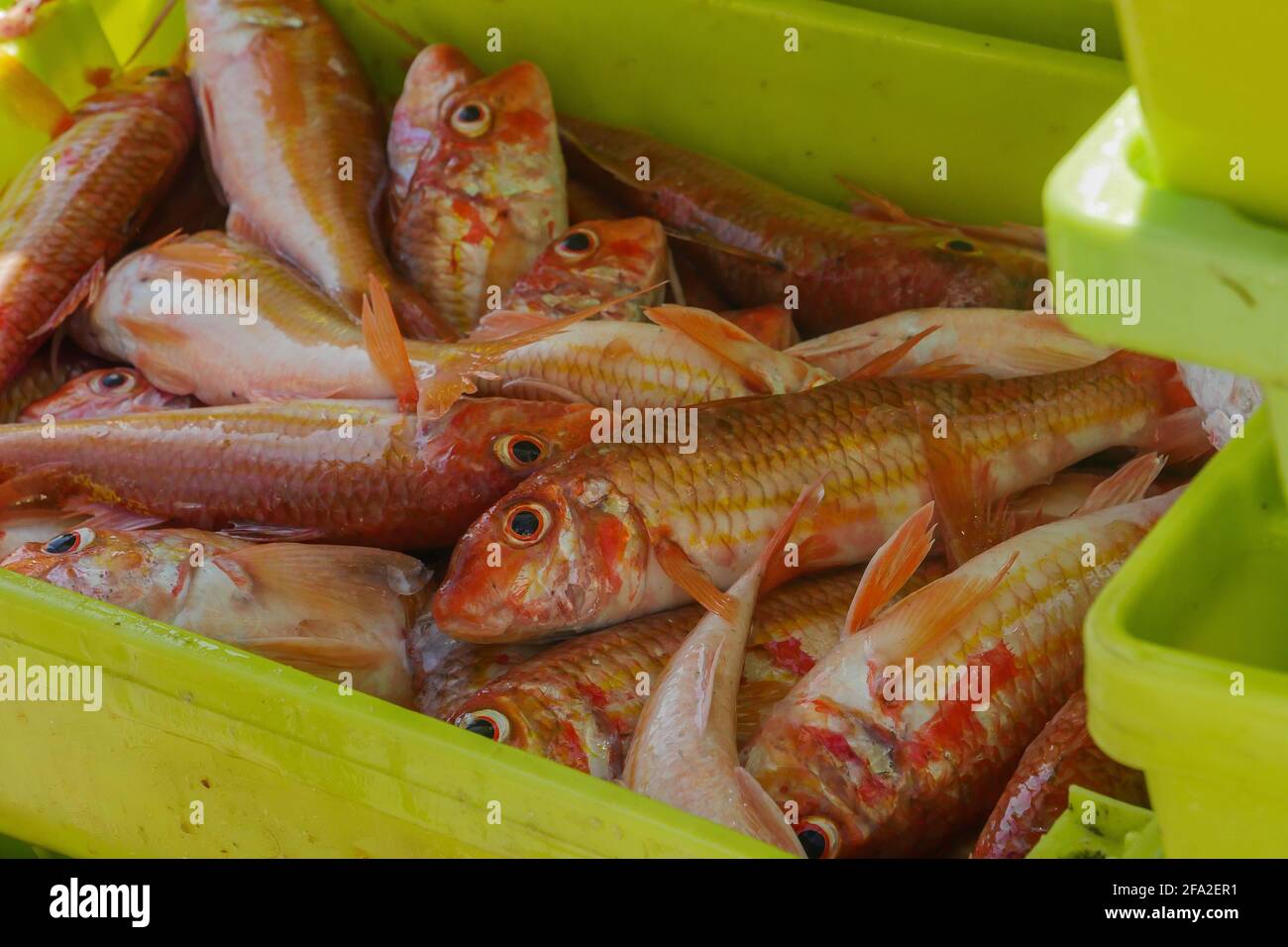 Fresh fish on box in port transferred by fishermen from the boat to the ...